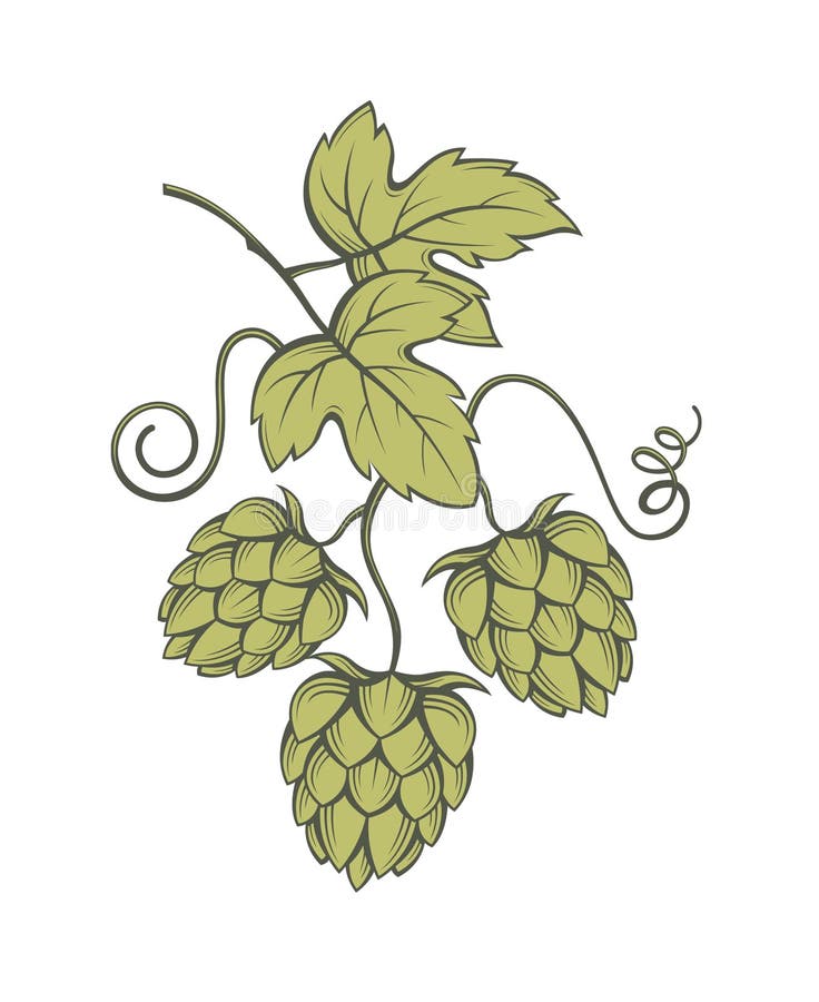 Bild von Hopfen vektor abbildung. Illustration von getrennt - 84590060