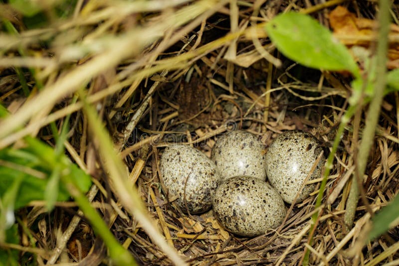Vogeleier in einem Nest stockbild. Bild von gras, luke - 37406185