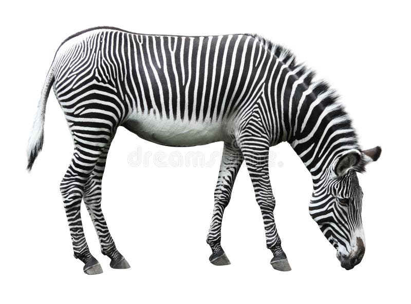 Zebra Auf Dem Weißen Hintergrund Lokalisiert Mit Beschneidungspfad ...