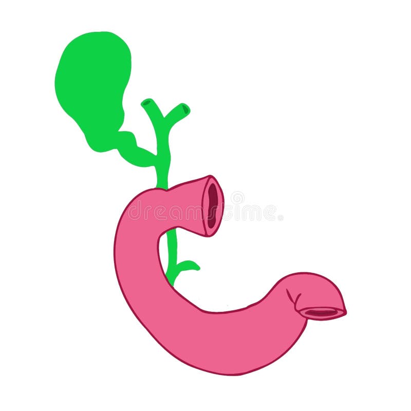 Bile Drainage Science Illustration Useful for Healthcare Projects and ...