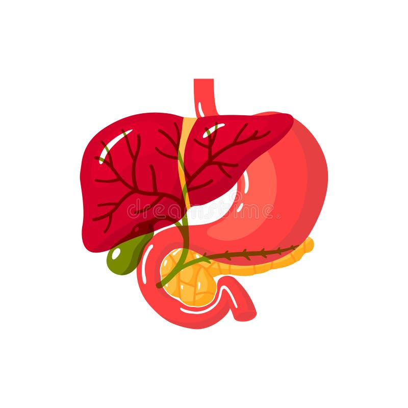 Human Bile Duct, Vector Illustration Stock Vector - Illustration of ...