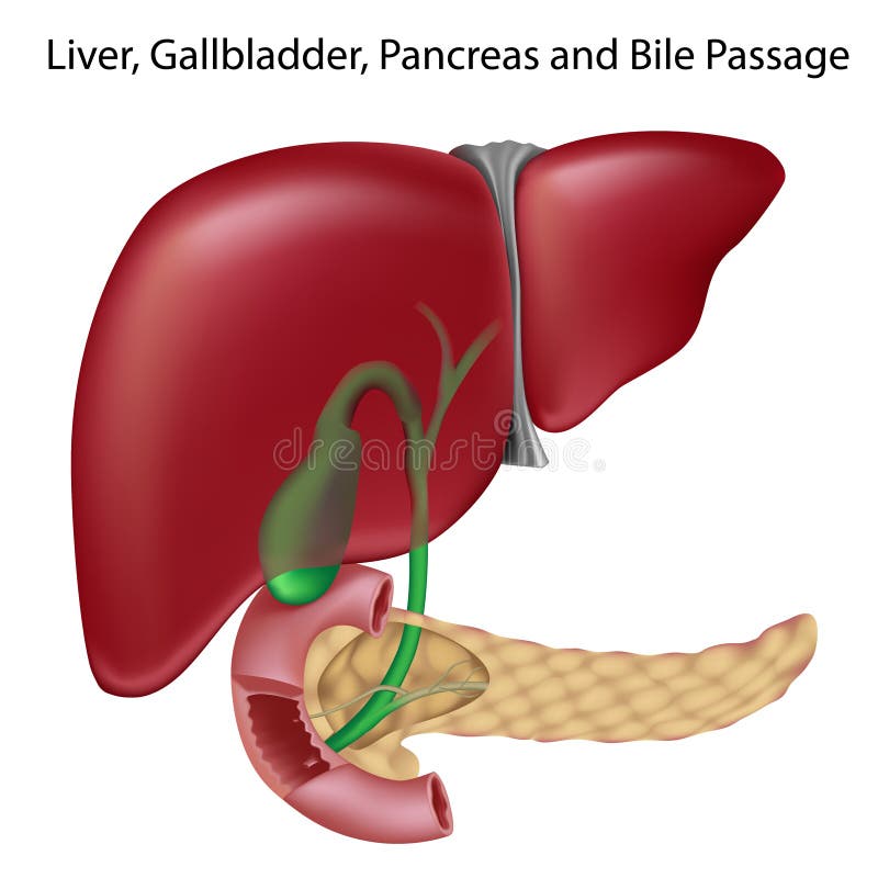 Gallbladder Animation