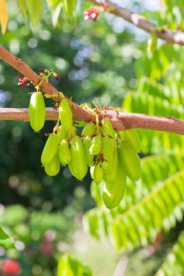 Bilimbi Fruit on tree stock image. Image of climate, plant - 22357273