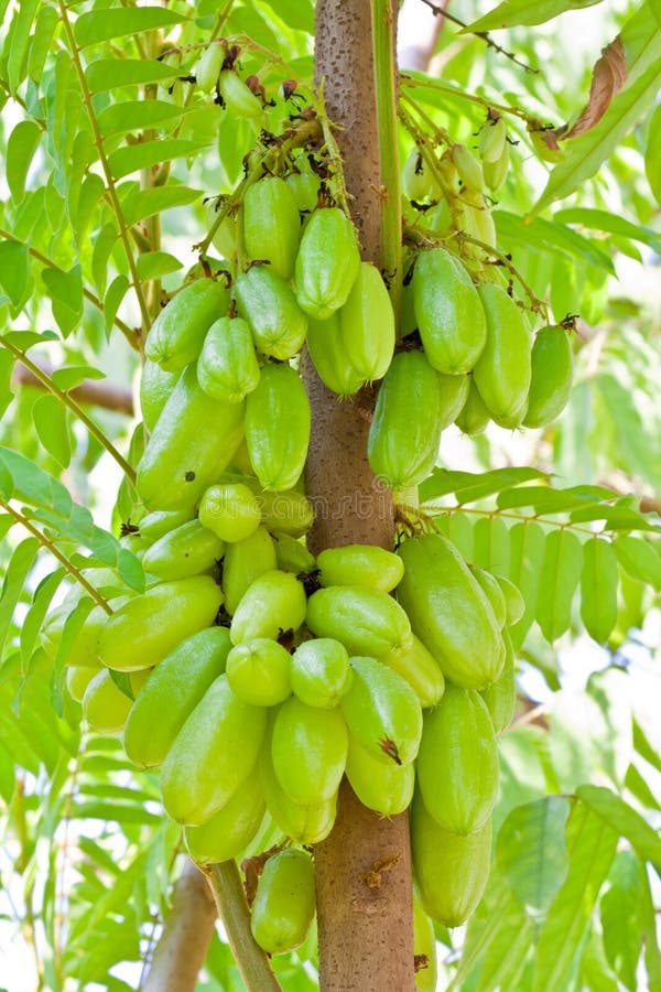 Bilimbi Fruit stock image. Image of bilimbi, tropical - 22294565