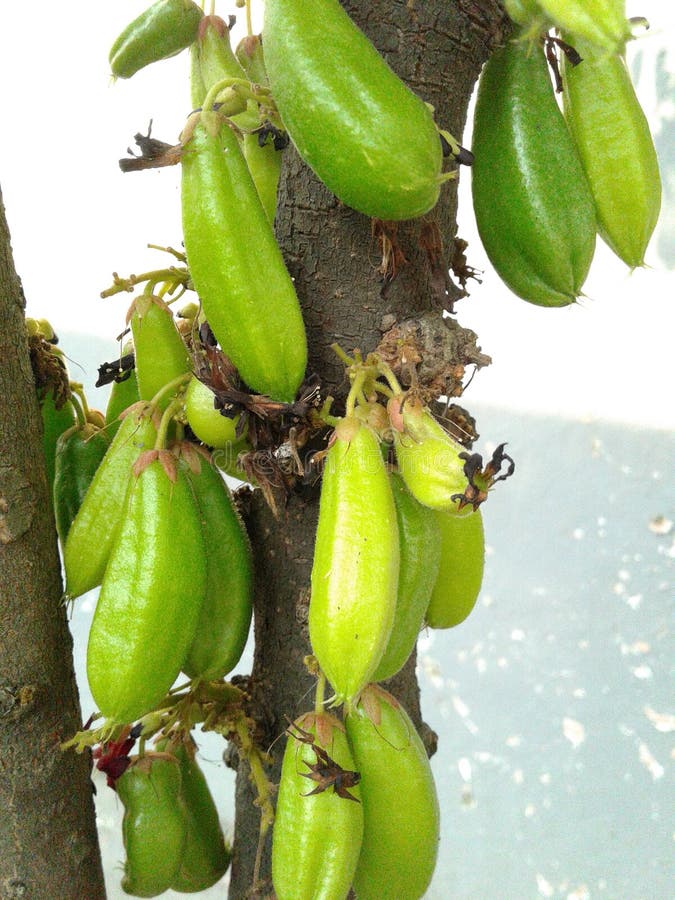 Bilimbi Fruit stock photo. Image of climate, sour, medicinal - 22229890