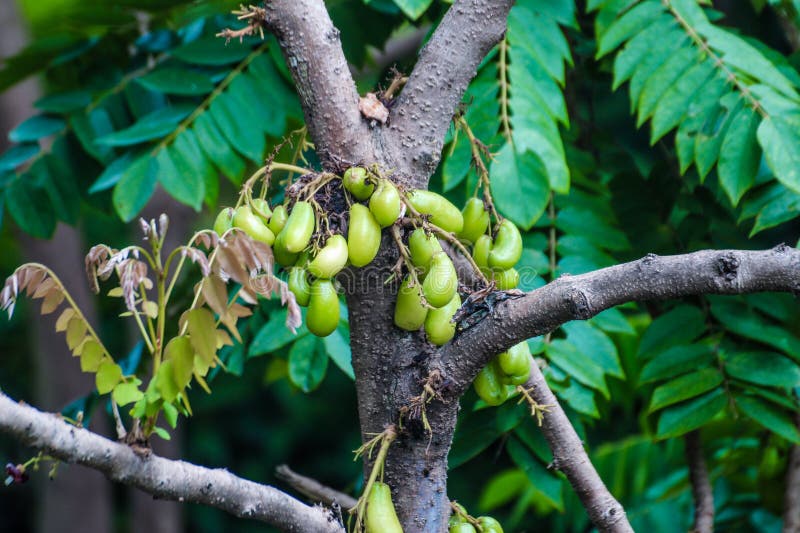 Bilimbi Fruit Growing on Tree Trunk in Tropical Garden Stock Image ...