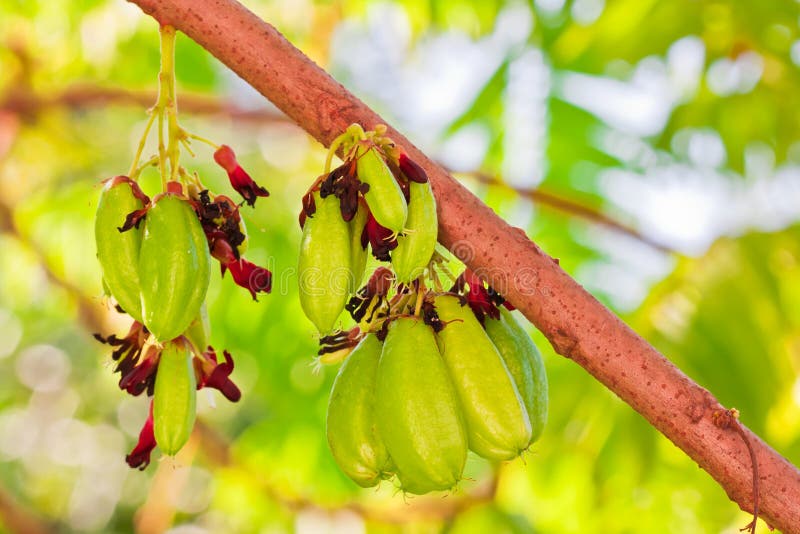 Bilimbi Fruit on tree stock image. Image of climate, plant - 22357273