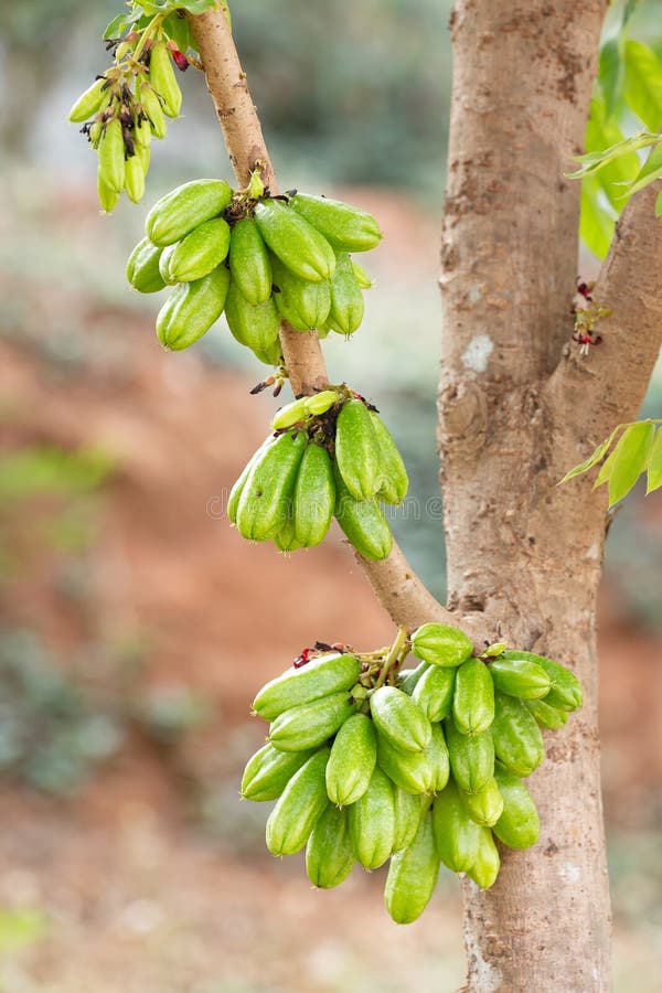 Bilimbi Fruit on tree stock image. Image of climate, plant - 22357273