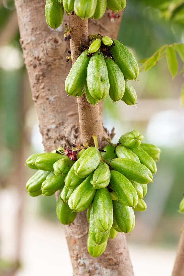 Bilimbi Fruit on tree stock image. Image of climate, plant - 22357273