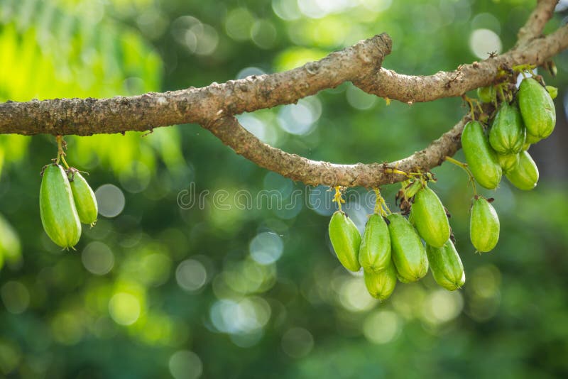 Bilimbi Fruit on tree stock image. Image of climate, plant - 22357273