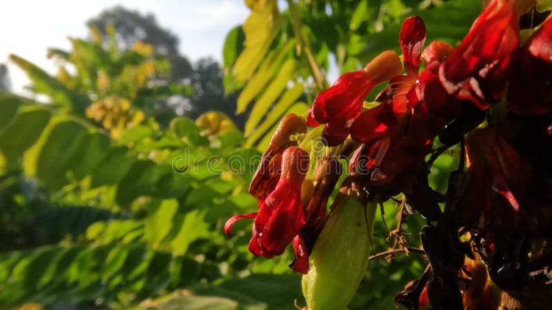 Bilimbi Fruit Tree Whose Trunk is Issuing Red Flowers, Small in Large ...