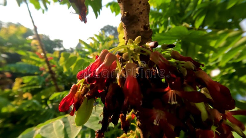 Bilimbi Fruit Tree Whose Trunk is Issuing Red Flowers, Small in Large ...