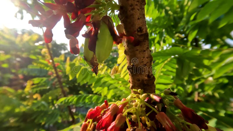 Bilimbi Fruit Tree Whose Trunk is Issuing Red Flowers, Small in Large ...