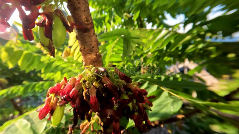 Bilimbi Fruit Tree Whose Trunk is Issuing Red Flowers, Small in Large ...