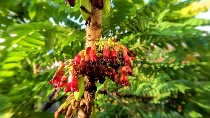 Bilimbi Fruit Tree Whose Trunk is Issuing Red Flowers, Small in Large ...