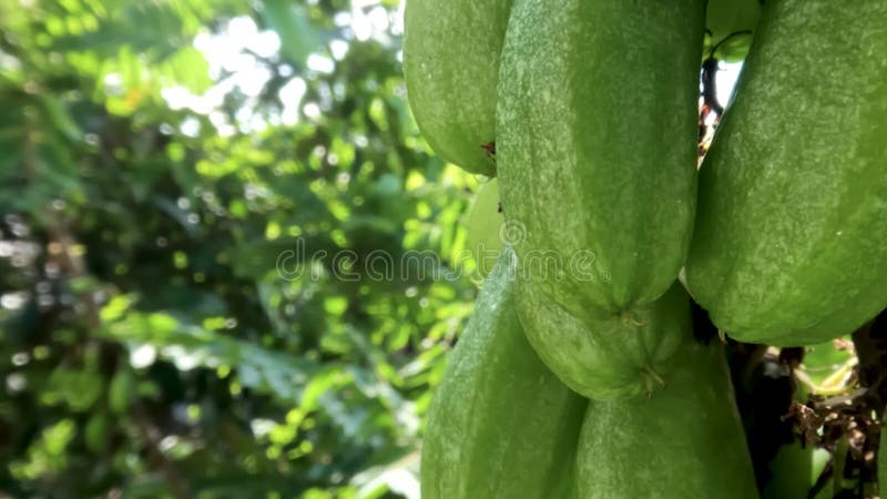 Oval Shape Fire Effect Green Screen Background Stock Footage - Video of ...