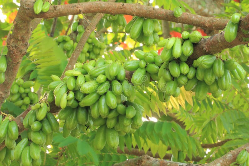 Bilimbi Fruits stock photo. Image of green, tree, herbal - 30679862