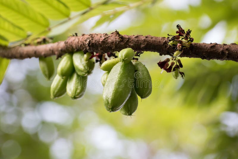 The bilimbi Genus Averrhoa stock image. Image of garden - 87736181