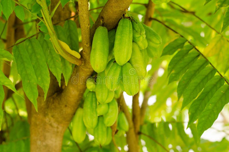 Fruits De Belimbing - Bilimbi D'Averrhoa Photo stock - Image du ...