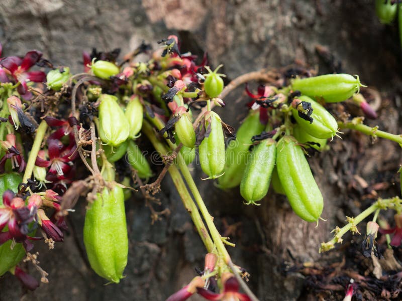 Bilimbi on the tree. stock image. Image of belimbing - 88777019
