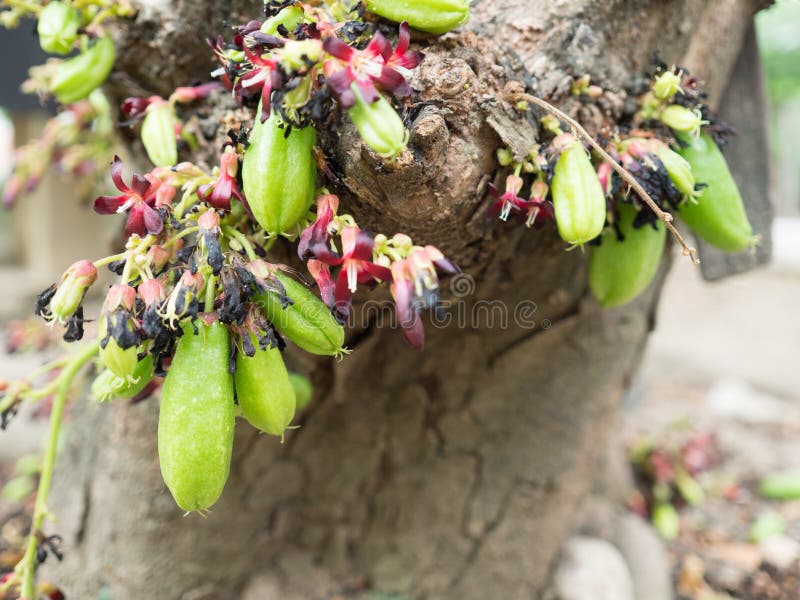 Bilimbi on the tree. stock image. Image of fresh, bilimbing - 89059401