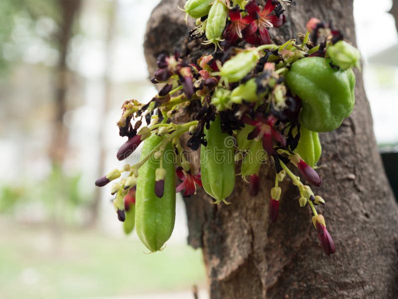 Bilimbi on the tree. stock image. Image of averrhoa, white - 88620305