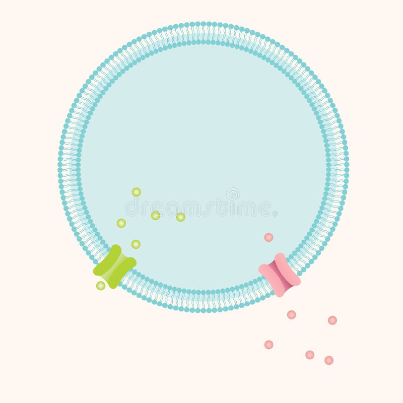 Bilayer Lipid Cell Membrane with Transmembrane Channel Proteins Stock ...