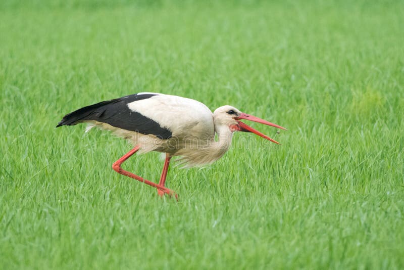 Bird Clapping Stock Photos - Free & Royalty-Free Stock Photos from ...