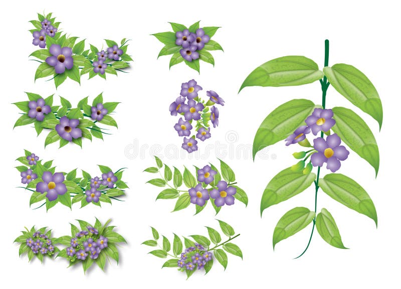 Bill (Thunbergia Laurifolia Linn.) Imagen. Imagen: 31219523