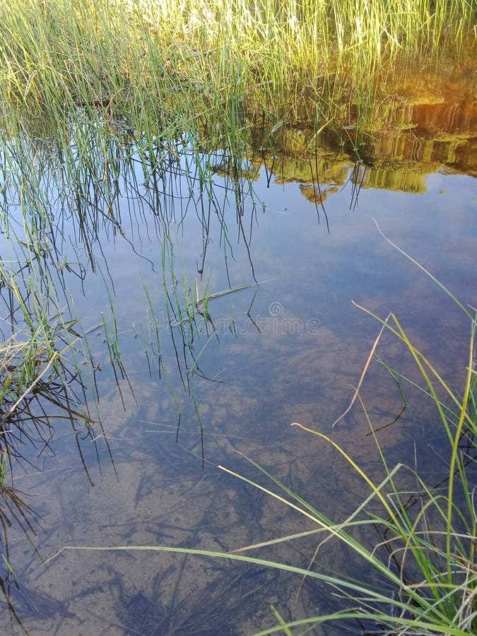 Billabong stock image. Image of nature, finest, billabong - 134730673