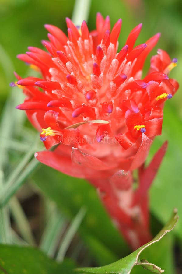 Billbergia pyramidalis stock image. Image of asia, aechmea - 27185121