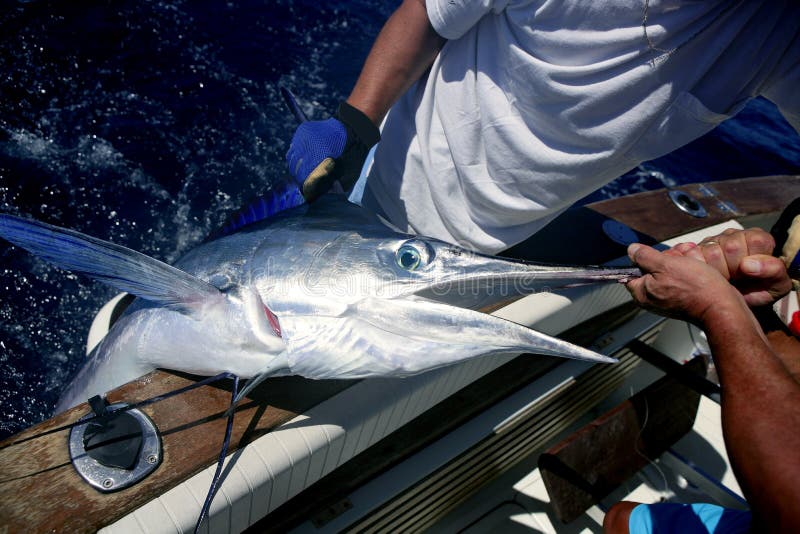 Billfish White Marlin Catch and Release on Boat Stock Photo - Image of ...
