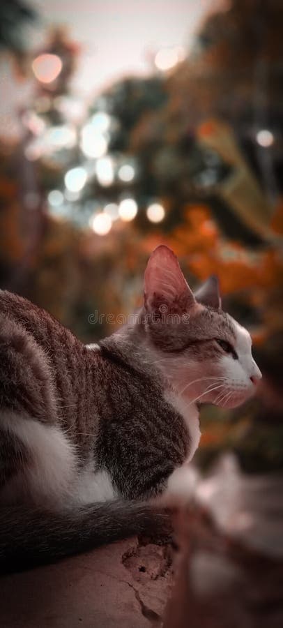 Billi stock photo. Image of wildcat, carnivore, billi - 237497008