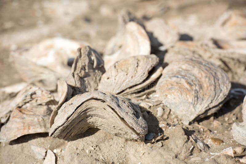Billion Year Old Shells on the Beach Stock Image - Image of prehistoric ...