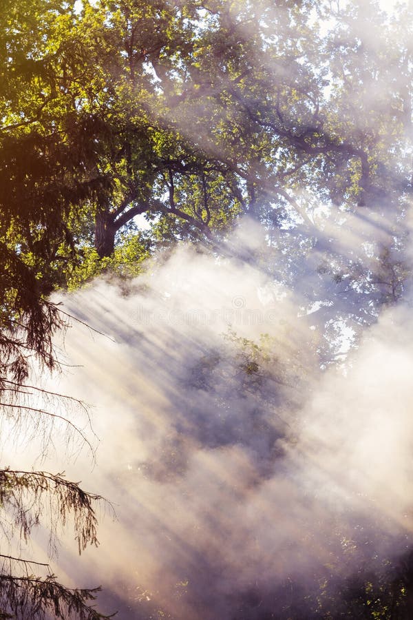 Billowing Smoke from Forest Fire Stock Image - Image of branch, green ...
