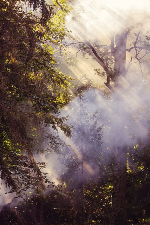 Billowing Smoke from Forest Fire Stock Photo - Image of county, nature ...