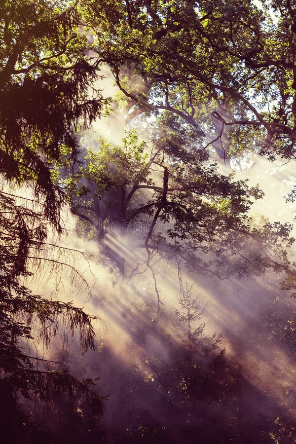 Billowing Smoke from Forest Fire Stock Photo - Image of misty, outdoors ...