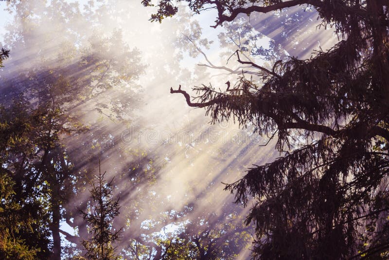 Billowing Smoke from Forest Fire Stock Image - Image of beam, black ...