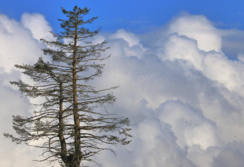 122 Double Spruce Tree Forest Stock Photos - Free & Royalty-Free Stock ...