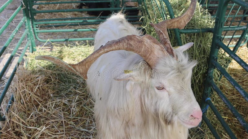 Billy Buck Goat stock video. Video of large, europe - 242301001