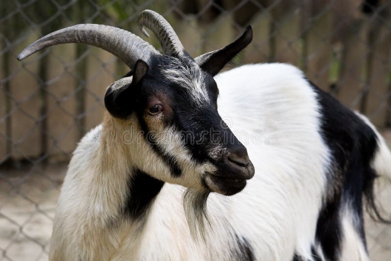 Billy goat stock photo. Image of portrait, farm, billy - 10859402