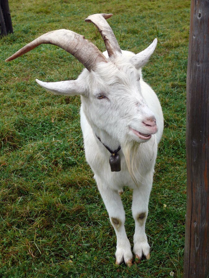 130+ Billy goat Free Stock Photos - StockFreeImages