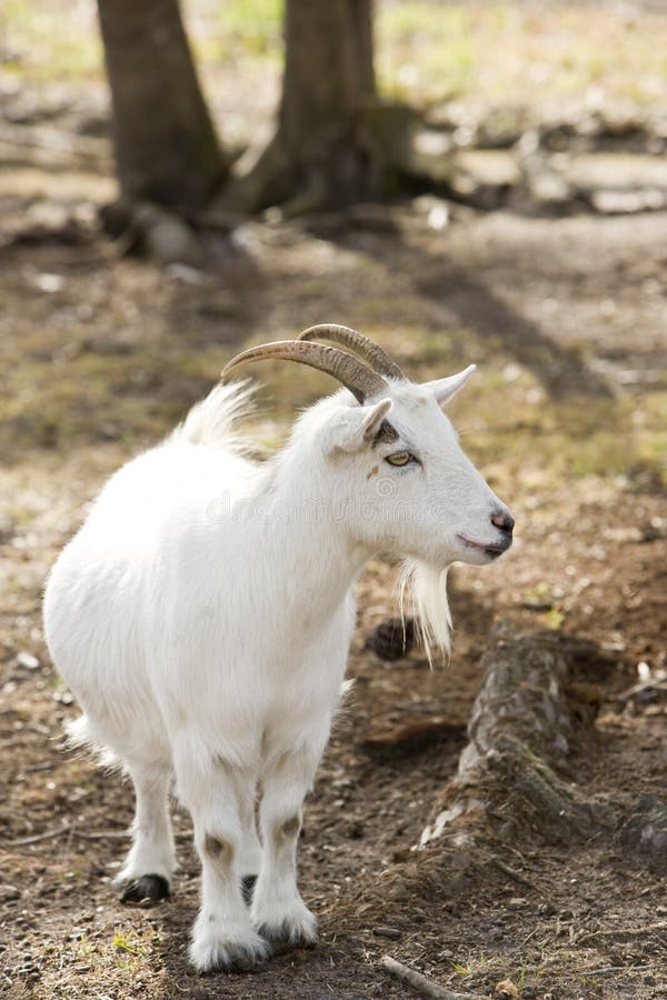 130+ Billy goat Free Stock Photos - StockFreeImages