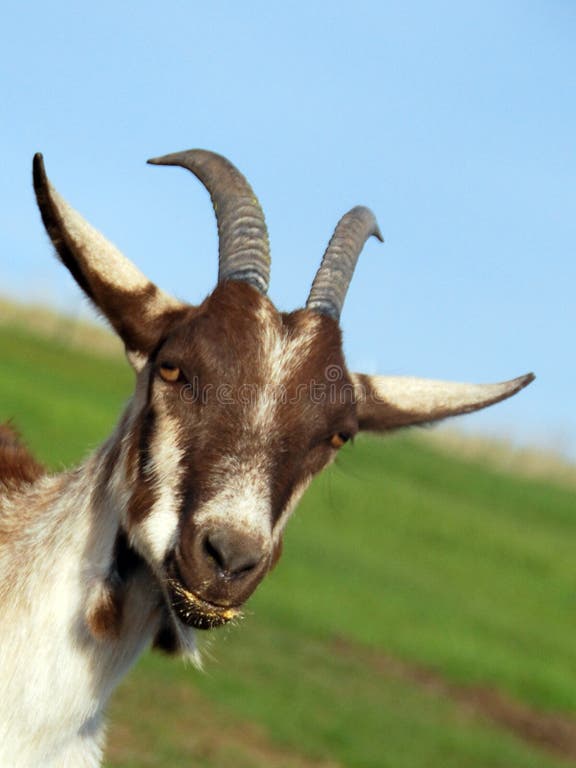 121 Billy Goat Definition Kids Stock Photos - Free & Royalty-Free Stock ...
