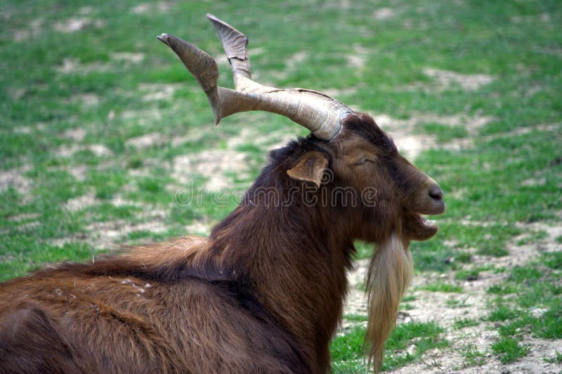 Billy goat 2 stock photo. Image of bighorn, furry, golden - 14237502