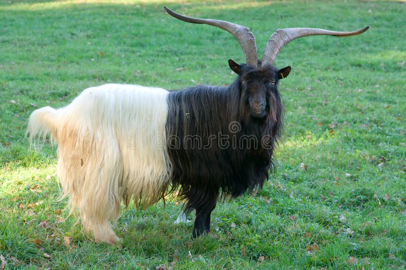 Goat on farm stock photo. Image of bent, grass, brown - 2026860