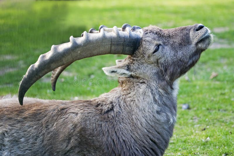 Billy-Goat stock image. Image of wildlife, meadow, goat - 22649175