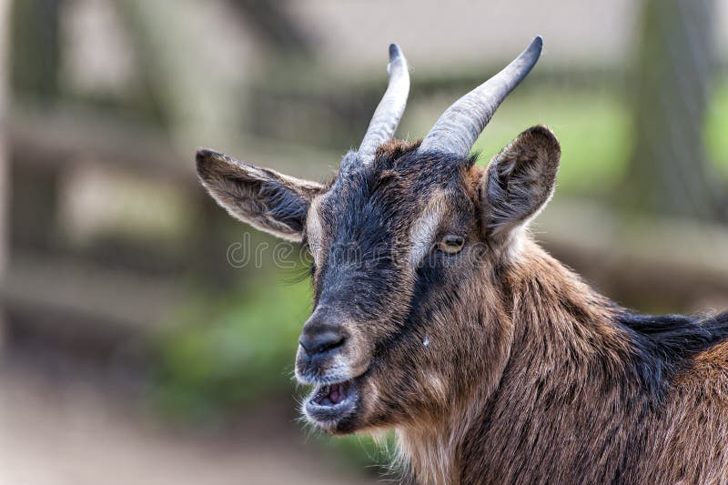Billy-goat stock photo. Image of goat, mouth, goats, black - 24238676