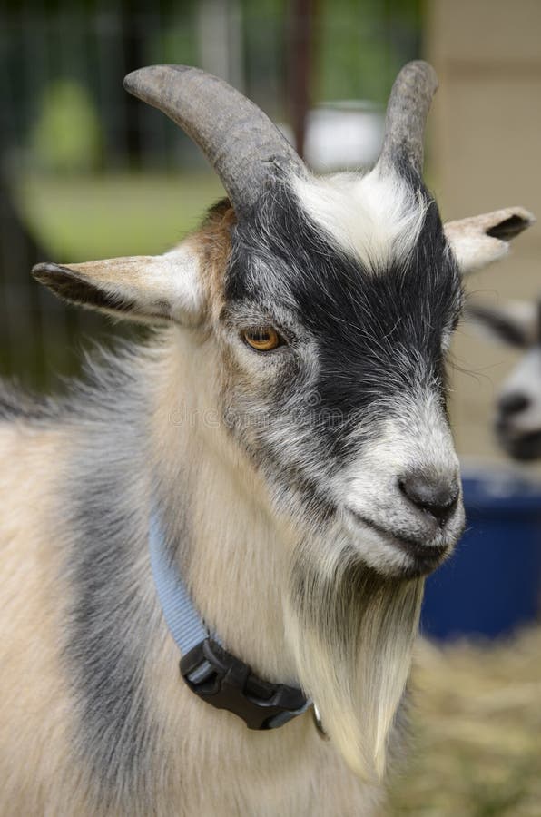Billy the Goat stock photo. Image of young, black, male - 25452194