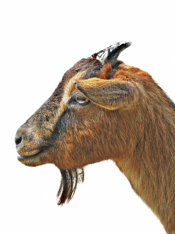 Billy Goat stock image. Image of billy, agriculture, goatee - 26387725